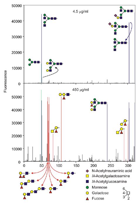 Binding Of Fluorescently Labeled Lsectin Streptavidin Complex To A Download Scientific Diagram