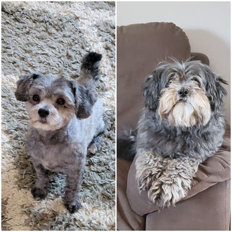 Shih Poo Haircuts Shih Sale Poo Haircuts