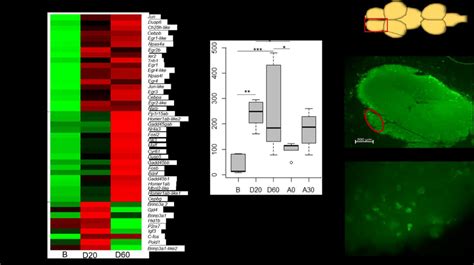 C Fos Expression As An Indicator Of Neuron Activity A Heatmap