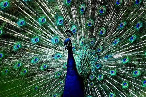 Premium Photo Peackock Spreading His Tail