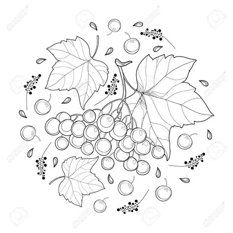 Калина картинки для детей 80 рисунков фото