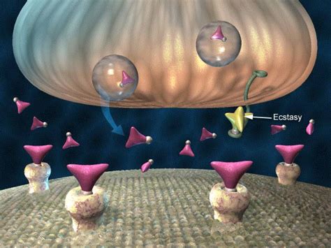 What Is Neurotransmitter Reuptake And Why Is It Important Natural Solutions