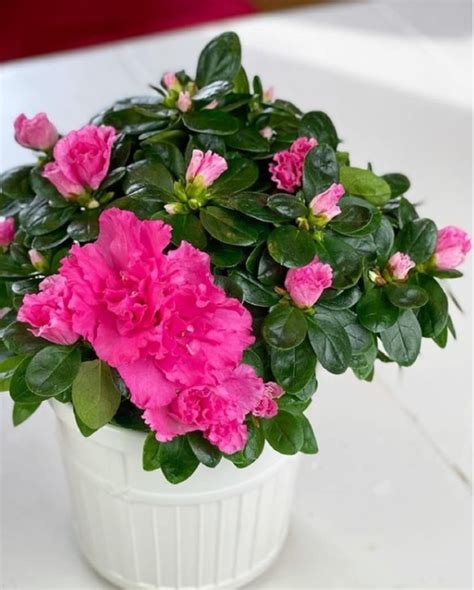 Decoración De Interiores 4 Plantas Con Flores Que Absorben Y Eliminan