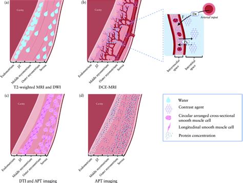 Schematic Drawings Of Coronal Section Through Uterine Wall