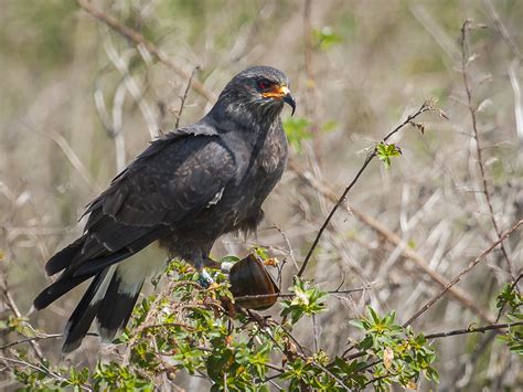Snail Kite Audubon Everglades
