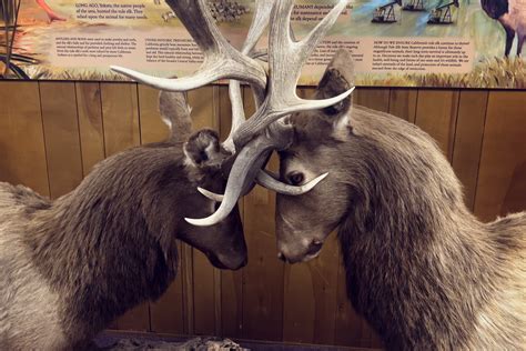 Tule Elk State Natural Reserve Visitors Guide — Flying Dawn Marie