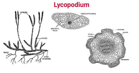 Lycopodium Distribution Structure Reproduction
