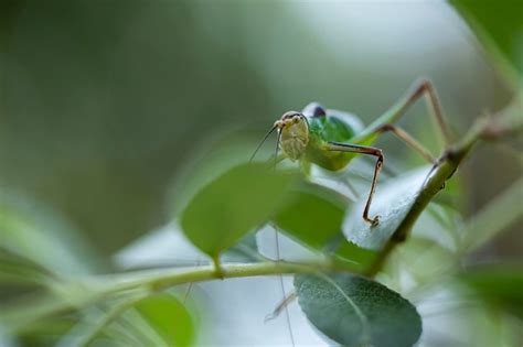 Premium Photo Grasshopper On A Leaf
