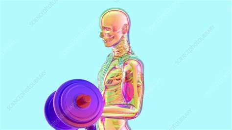 Man Doing Biceps Curls Animation Stock Video Clip K012 6986 Science Photo Library