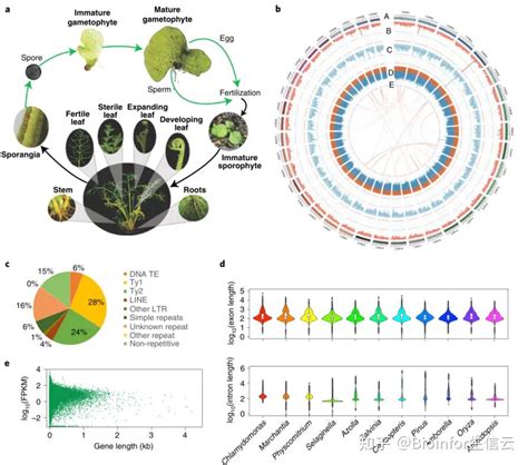 文献分享 通过基因组组装揭示模式蕨类植物的动态基因组进化 知乎