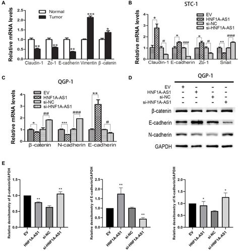 Hnf1a As1 Inhibited Emt Process In Gep Nens Cells A Qrt Pcr Was