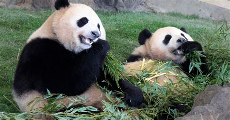 Jin Xi Y Zhu Yu Los Dos Pandas Que China Enviará A España Infobae