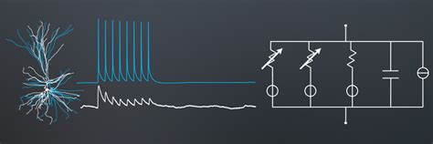 Principles Of Computational Neuroscience