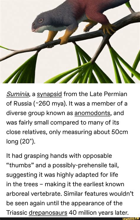 Suminia A Synapsid From The Late Permian Of Russia 260 Mya It Was A Member Of A Diverse