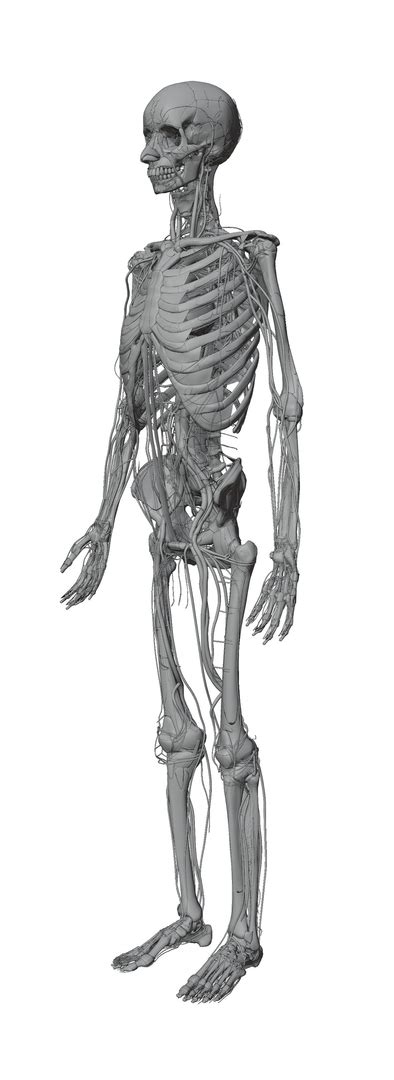 Complete Homan Body Anatomy 3d Model Turbosquid 2083147