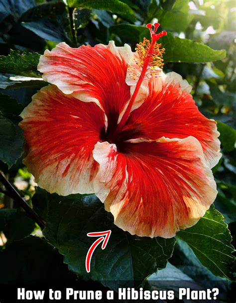How To Prune Hibiscus In Spring Artofit