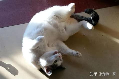 猫咪总是喜欢打滚有这6个含义别忽视了 知乎