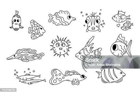 귀여운 물고기 낙서 세트 만화 개요 바다 거처의 벡터 컬렉션입니다 손으로 그린 스타일의 야생 해양 생물 아이들을 위한 흑백 그림을 낙서합니다 수영 물고기 격리 개체 그룹에