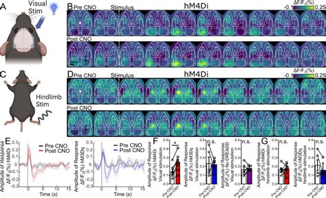 Claustrum Modulation Drives Altered Prefrontal Cortex Dynamics And Connectivity Pmc