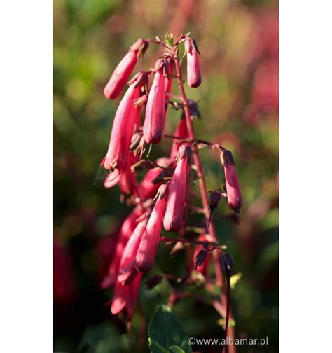 Fygelius Przylądkowy Candy Drops Red Phygelius Capensis Albamar