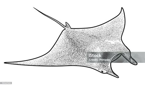 만 타 레이 일러스트 레이 션 드로잉 판화 잉크 라인 아트 벡터 만타레이에 대한 스톡 벡터 아트 및 기타 이미지 만타레이