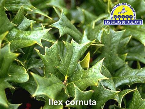 Ilex Cornuta B30 040m Vivero Las Brujas De Talagante