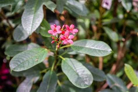 Jatropha Integerrima Commonly Known As Peregrina Or Spicy Jatropha