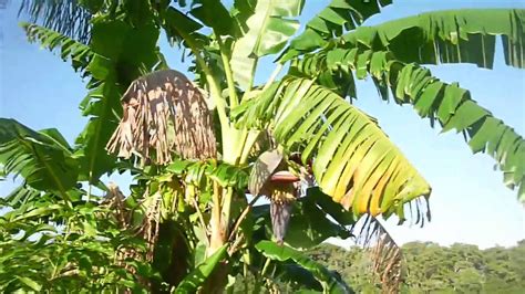 How To Grow A Banana Tree Part YouTube