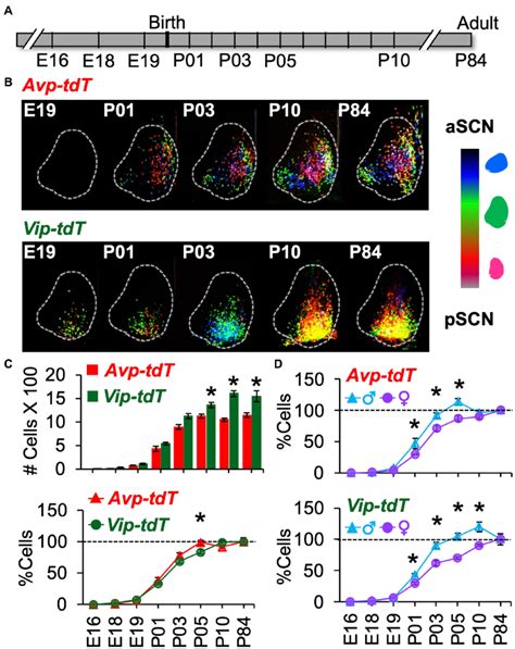 Developmental Appearance Of Scn Avp Tdt And Vip Tdt Neurons A Download Scientific Diagram