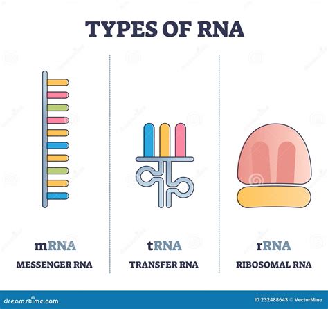 Types Of Rna Polymeric Molecule Comparison Illustrated Outline Diagram
