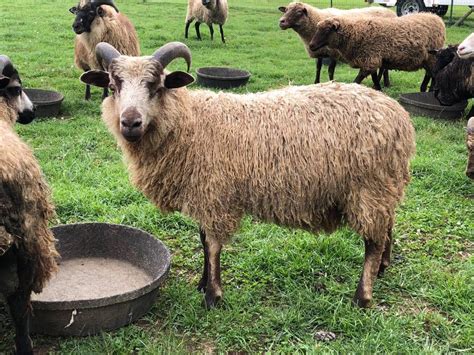 Dormer Sheep Breed Origin And History Artofit