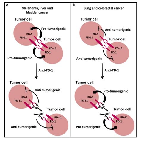 The New And Emerging Role Of Pd 1 Signaling In Cancer A Intrinsic