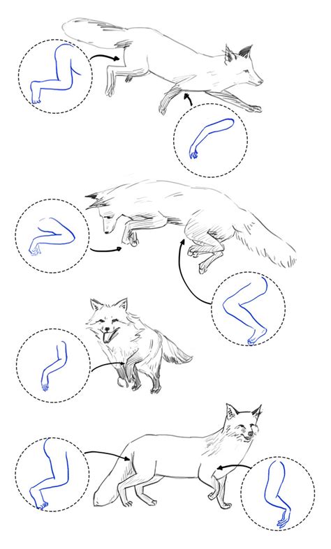 Min S Struggles How To Draw A Fox On Behance