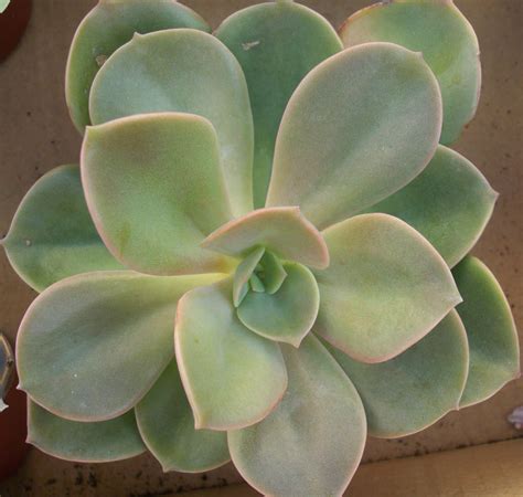 德雷 Echeveria Derex 轉轉龜的養肉趣 痞客邦