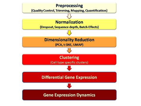 Scrna Seq Workflow Single Cell Rna Seq Analysis