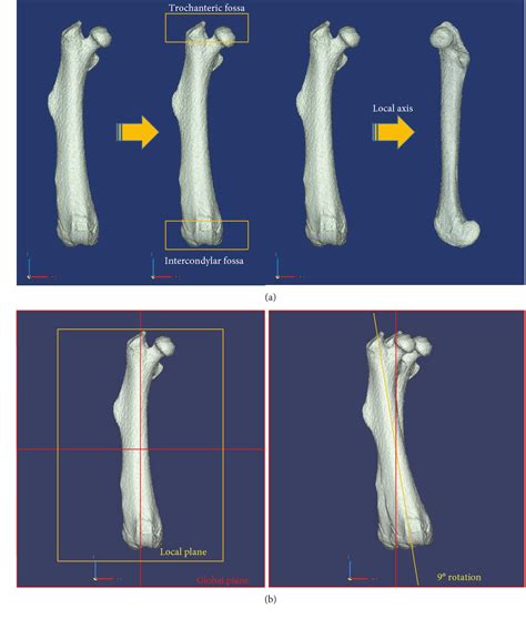 Figure 5 From Elastic Modulus Of Osteoporotic Mouse Femur Based On