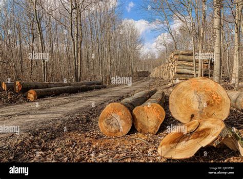 Tree Trunk Timber Industry Sawn Logs Trunks Lumber Industry Timber