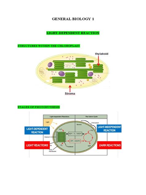 General Biology 1 Light Dependent Reactions Pdf Photosynthesis Adenosine Triphosphate