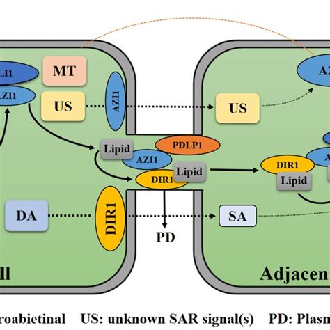 A Schematic Model Describing The Proposed Functions For Lipid Transfer Download Scientific