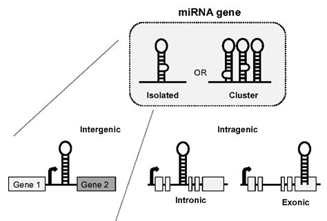 Role Of Non Coding Rnas In Cystic Fibrosis Intechopen