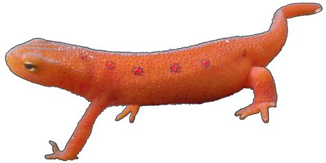 The Red Eft Red Eft Mapping