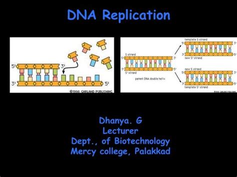 Dna Replication Eukaryotes Pptx