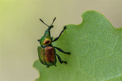 Weevils Insects Beetles Free Photo On Pixabay Pixabay