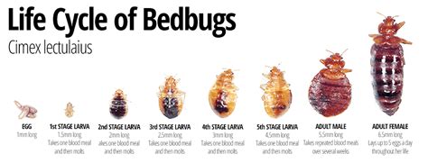 What39s The Life Cycle Of A Bed Bug Control Bed Bugs Orkin Jopestkil
