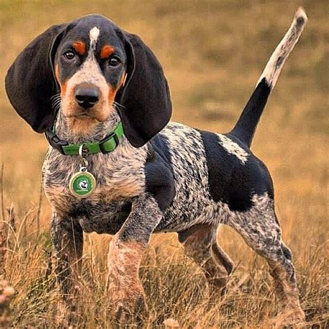 41 Best Bluetick Coonhound Images On Pinterest Bluetick Coonhound