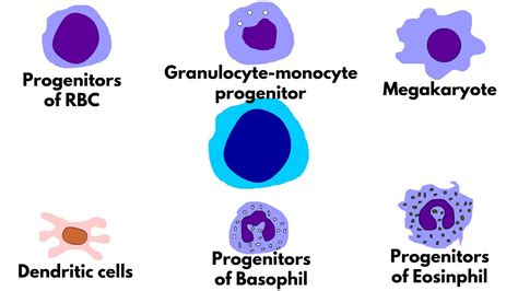 Structure Of Antibody Kuby