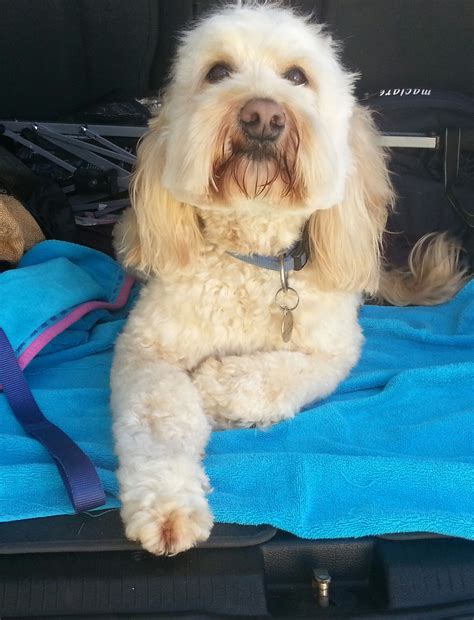 Pip The Cockapoo Needs A New Home Dawg