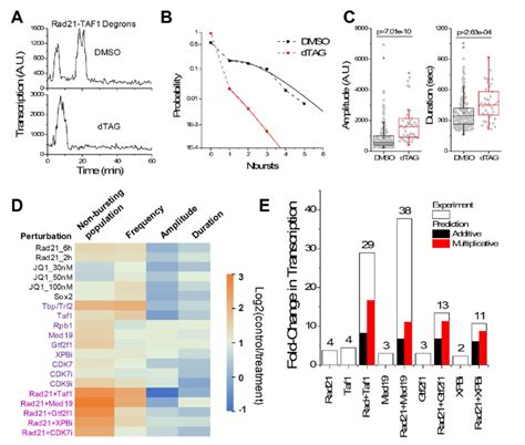 Synergies Between Promoter Enhancer Interactions And Activities Of