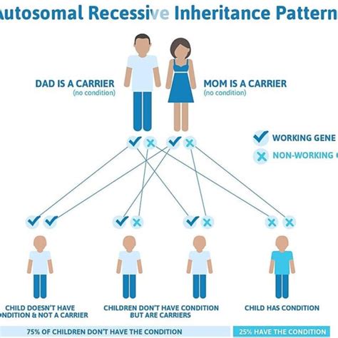 Inheritance Pattern For Autosomal Dominant Download Scientific Diagram