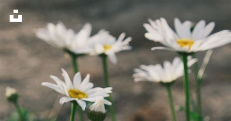 노란색 중심을 가진 흰색 꽃 무리 사진 Unsplash의 무료 데이지 이미지